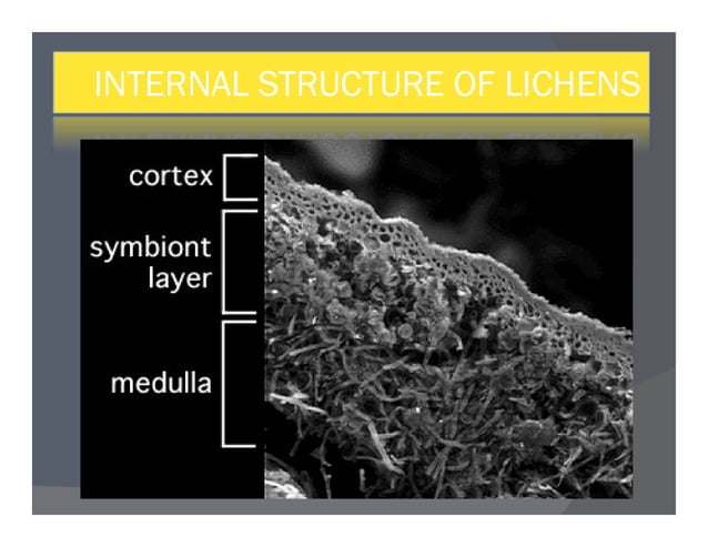 Lichen powerpoint presentation | PDF | Biological Sciences | Science