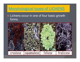 Lichen powerpoint presentation | PDF