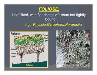 Lichen powerpoint presentation | PDF
