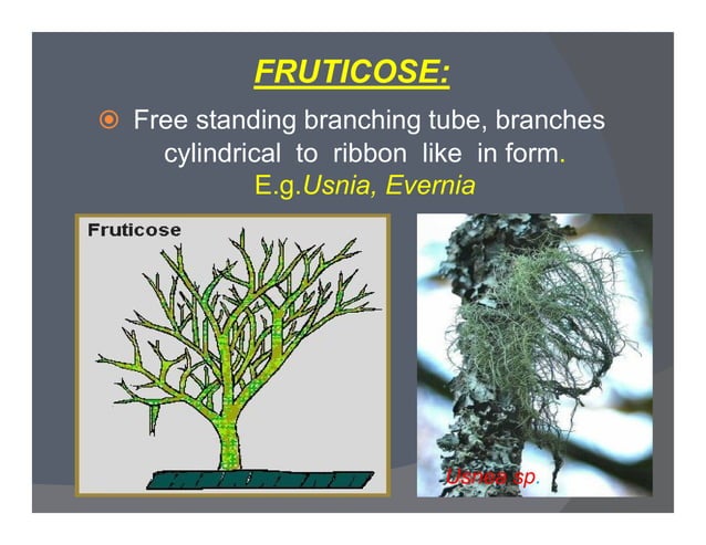 Lichen powerpoint presentation | PDF | Biological Sciences | Science