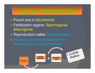 Lichen powerpoint presentation | PDF