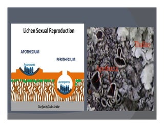 Lichen powerpoint presentation | PDF