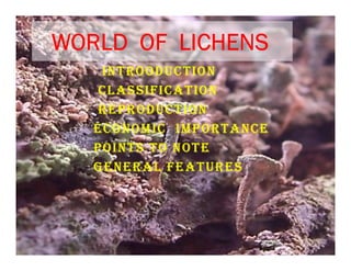 Lichen powerpoint presentation | PDF