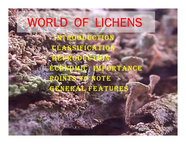Lichen powerpoint presentation | PDF | Biological Sciences | Science
