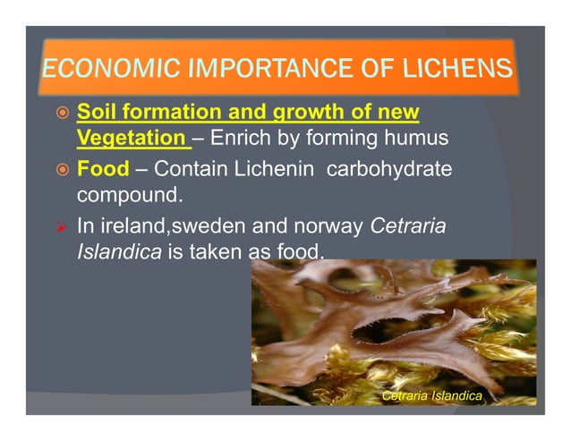 Lichen powerpoint presentation | PDF | Biological Sciences | Science