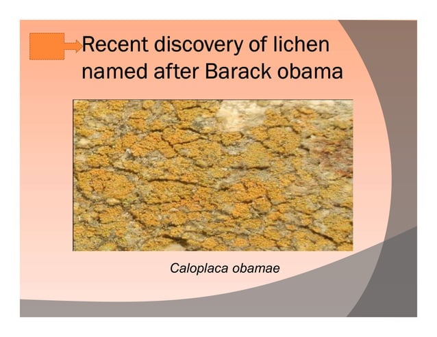 Lichen powerpoint presentation | PDF | Biological Sciences | Science