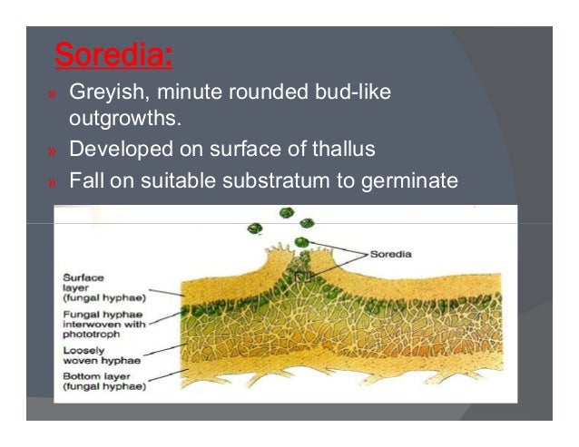 Lichen powerpoint presentation