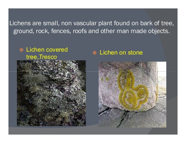 Lichen powerpoint presentation