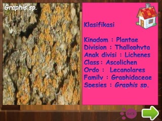 Lichenes | PPTX