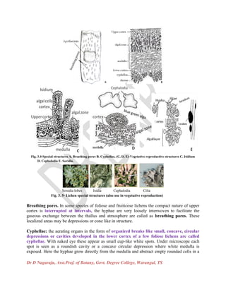 Lichen General Characters by Dr D.Nagaraju | PDF