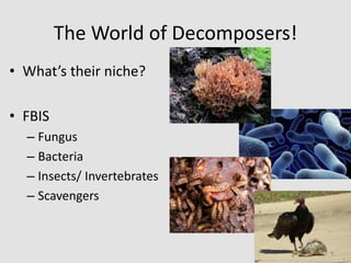 Decomposer and Lichen Powerpoint | PPT | Free Download
