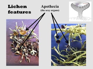 Decomposer and Lichen Powerpoint | PPTX