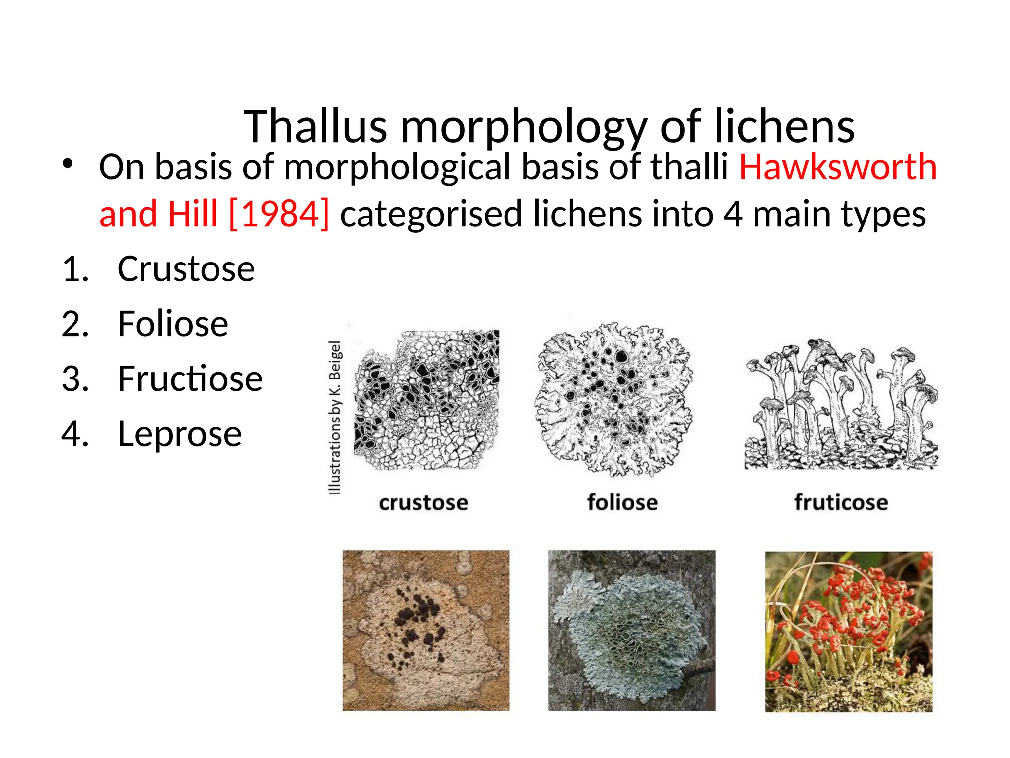 lichen and it's morphology and reproduction | PPT