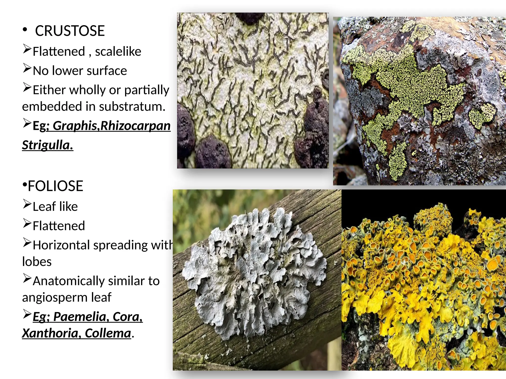 lichen and it's morphology and reproduction | PPT