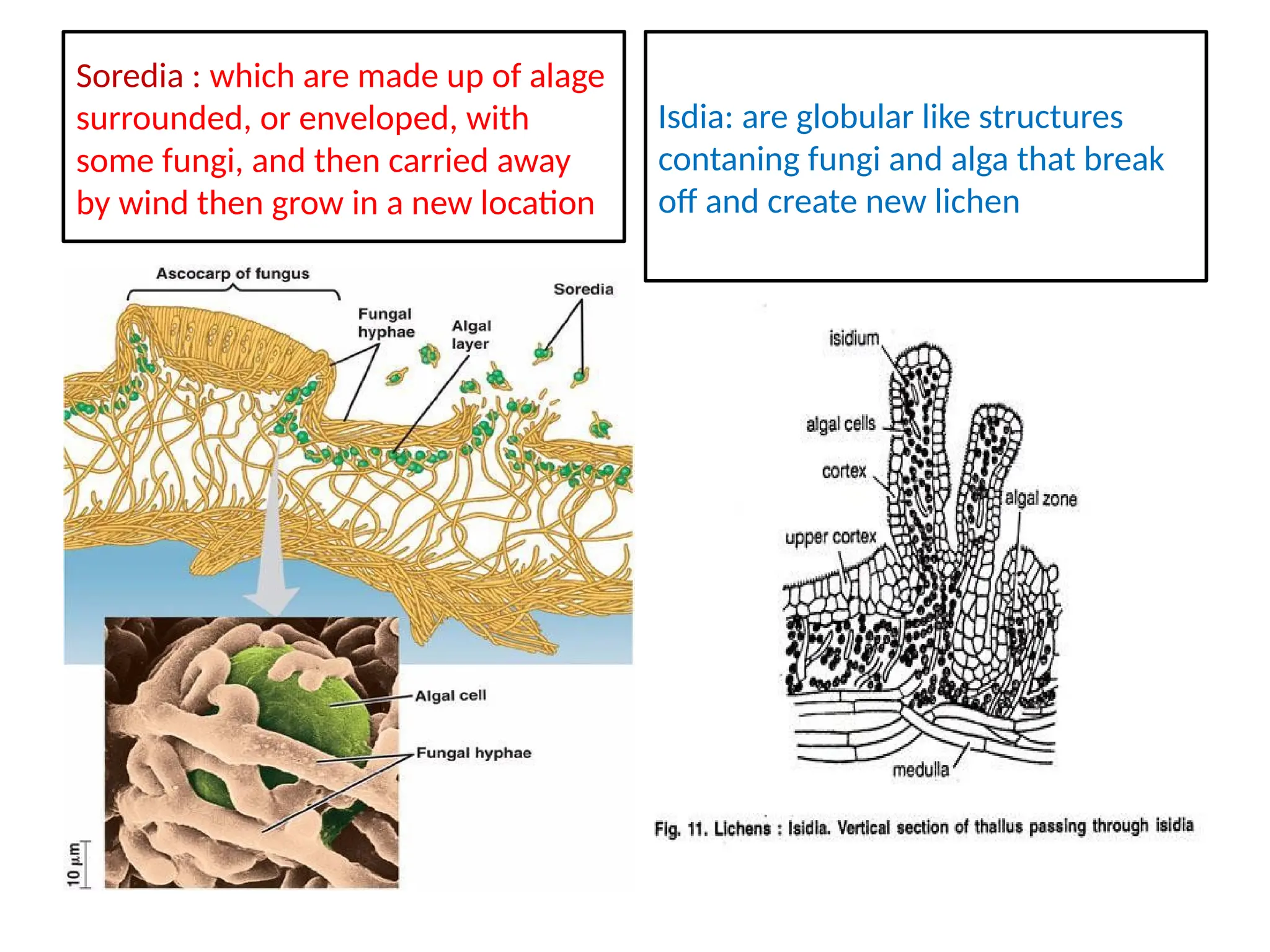 lichen and it's morphology and reproduction | PPT