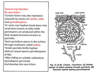 lichen and it's morphology and reproduction | PPT