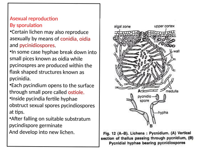 lichen and it's morphology and reproduction | PPT