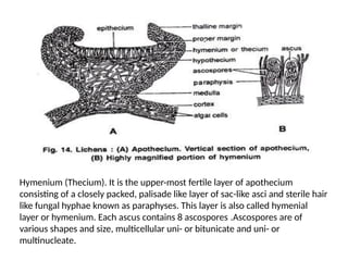 lichen and it's morphology and reproduction | PPT
