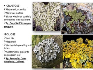 lichen and it's morphology and reproduction | PPT