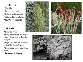 lichen and it's morphology and reproduction | PPTX