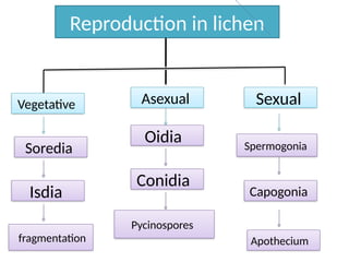 lichen and it's morphology and reproduction | PPT
