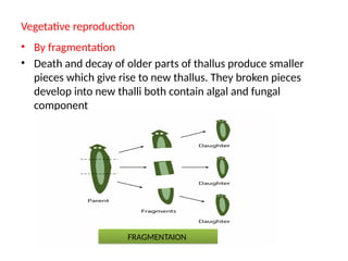 lichen and it's morphology and reproduction | PPT