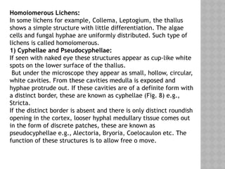 lichen classification of Present in Pakistan | PPTX