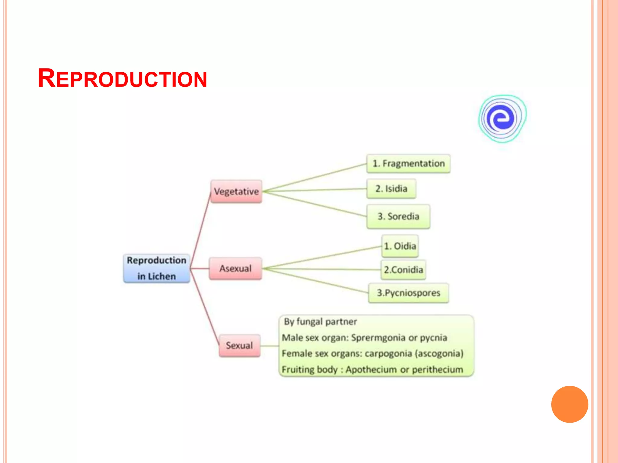 lichen reoroduction (new).pptx