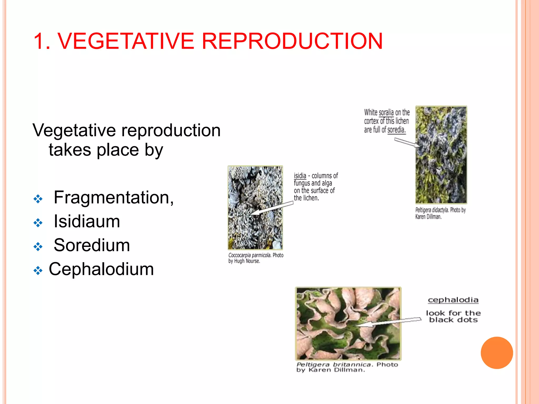 lichen reoroduction (new).pptx