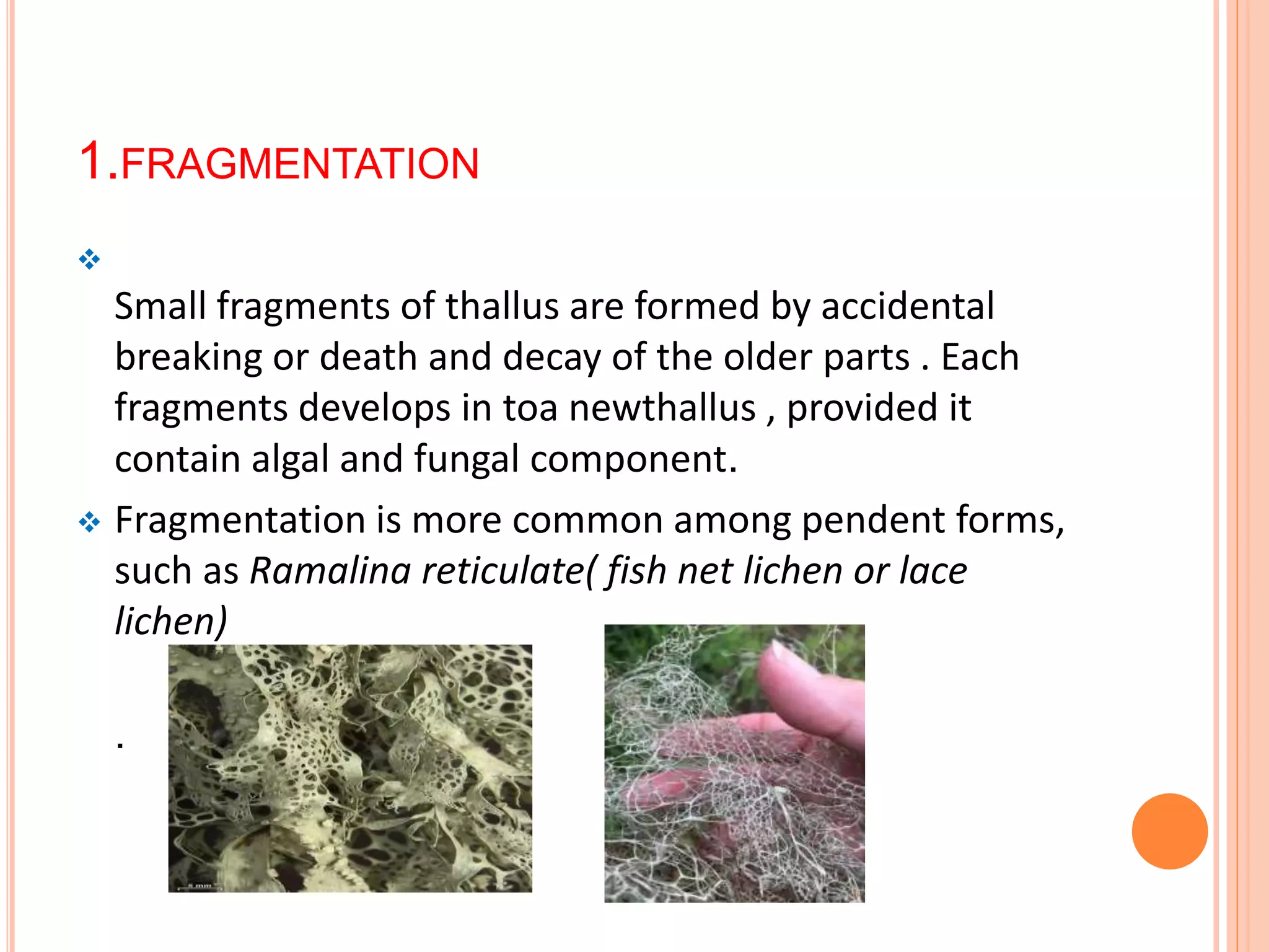 lichen reoroduction (new).pptx