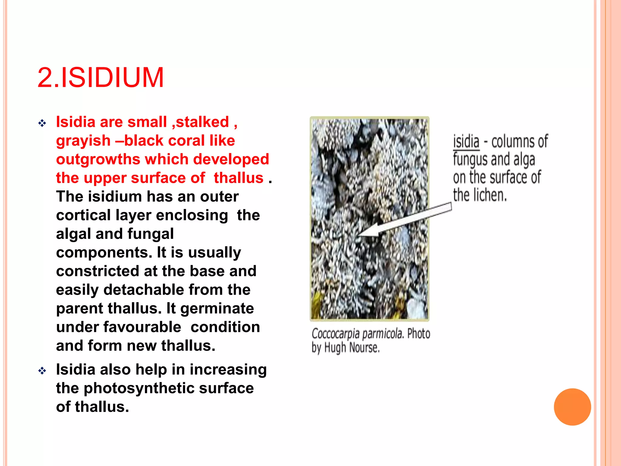 lichen reoroduction (new).pptx