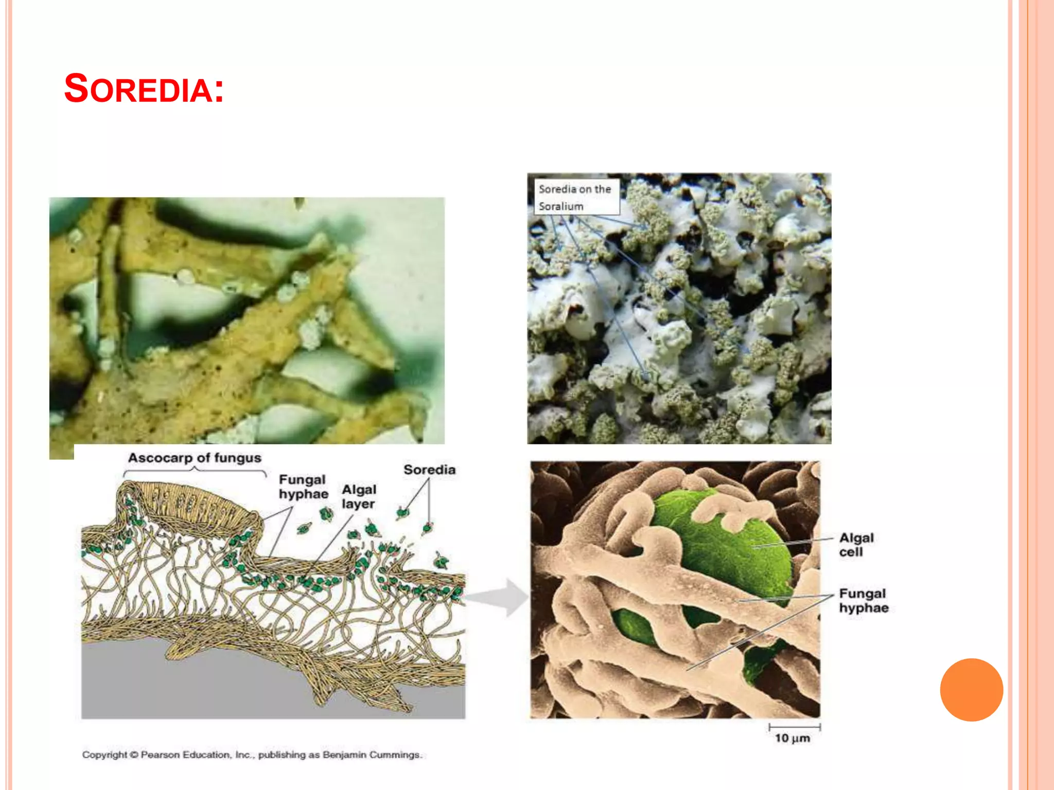 lichen reoroduction (new).pptx