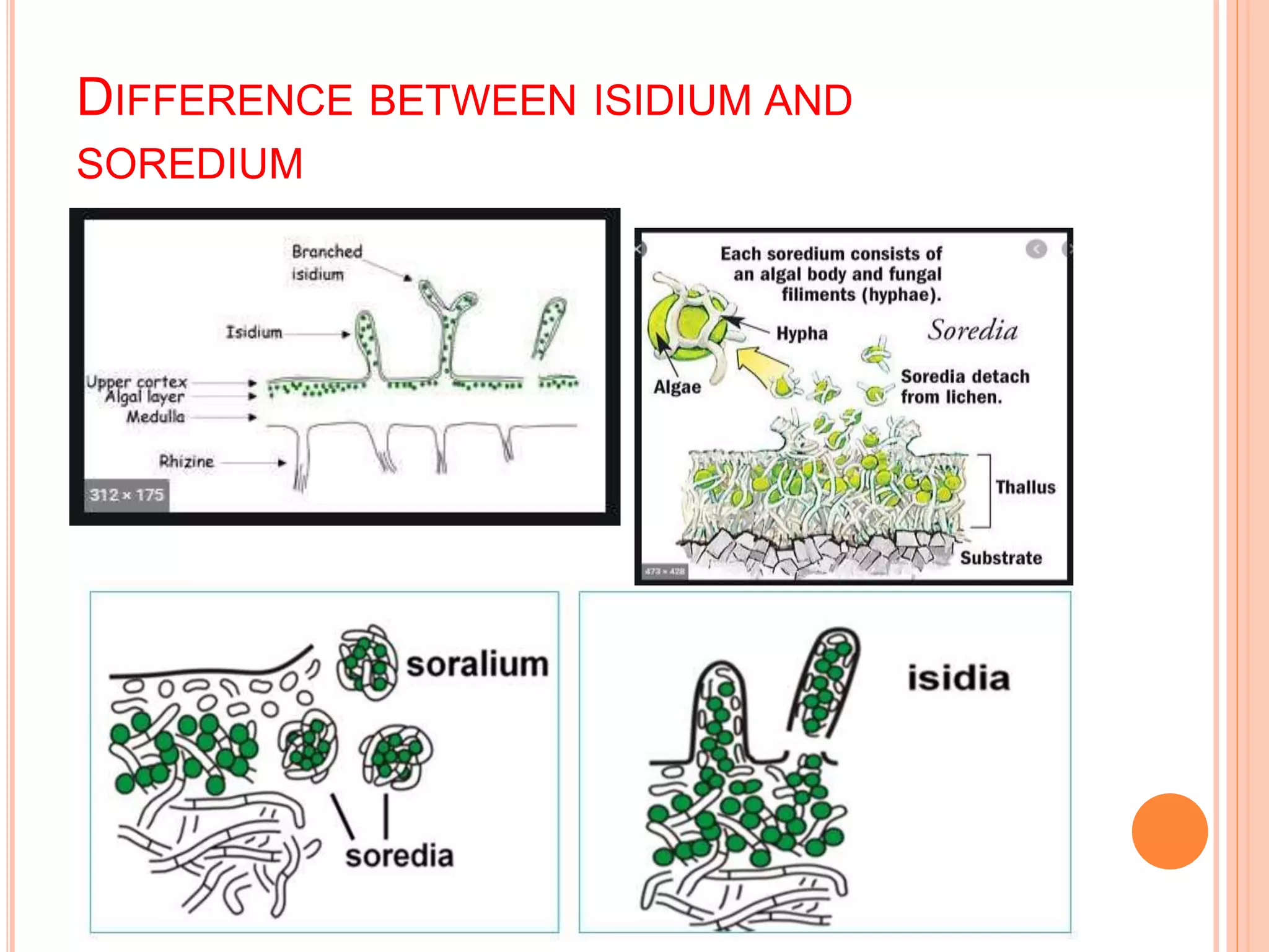 lichen reoroduction (new).pptx