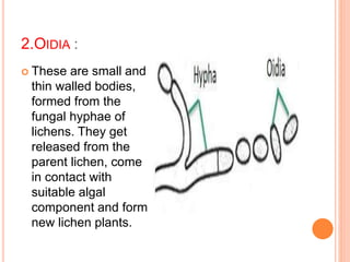 lichen reoroduction (new).pptx