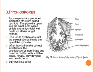 lichen reoroduction (new).pptx