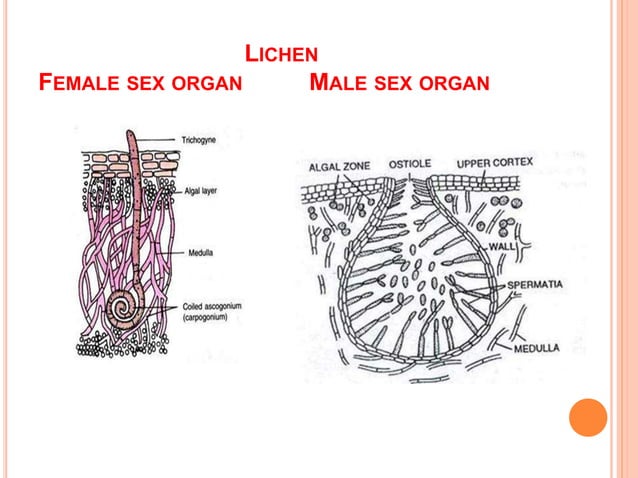 lichen reoroduction (new).pptx | Infertility | Reproductive Health
