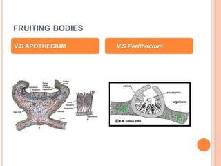 lichen reoroduction (new).pptx