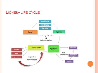 lichen reoroduction (new).pptx