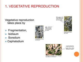 lichen reoroduction (new).pptx