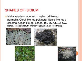 lichen reoroduction (new).pptx