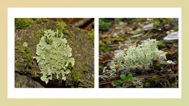 Lichens (Microbiology and Pathology) | PPT
