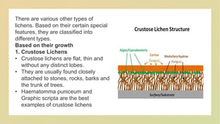 Lichens (Microbiology and Pathology) | PPTX