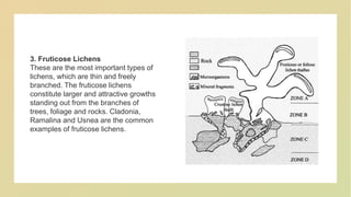 Lichens (Microbiology and Pathology) | PPTX