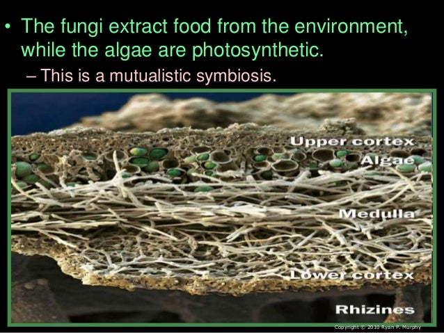 Lichens, Fungi Lesson Biology PowerPoint, Quiz