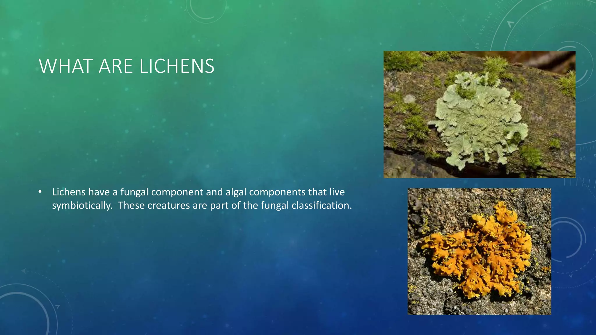 The Basics of Lichens | PPTX