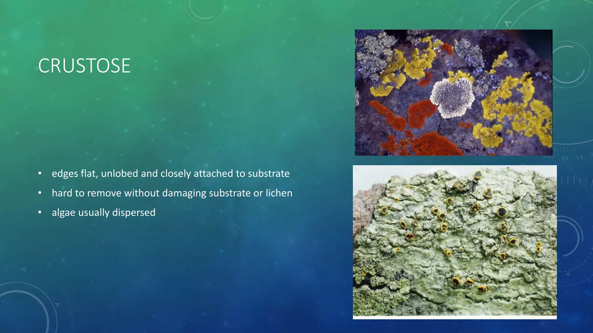 The Basics of Lichens | PPTX