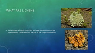 The Basics of Lichens | PPTX