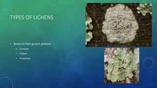 The Basics of Lichens | PPTX
