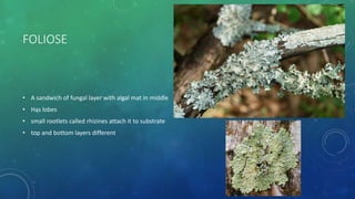 The Basics of Lichens | PPTX