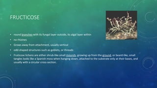 The Basics of Lichens | PPTX
